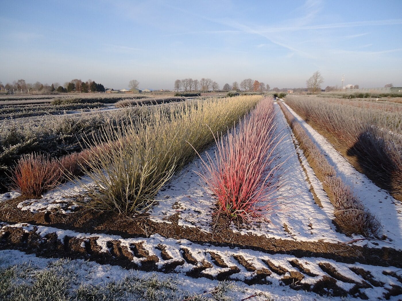 Rötjes young plants – Roots to success