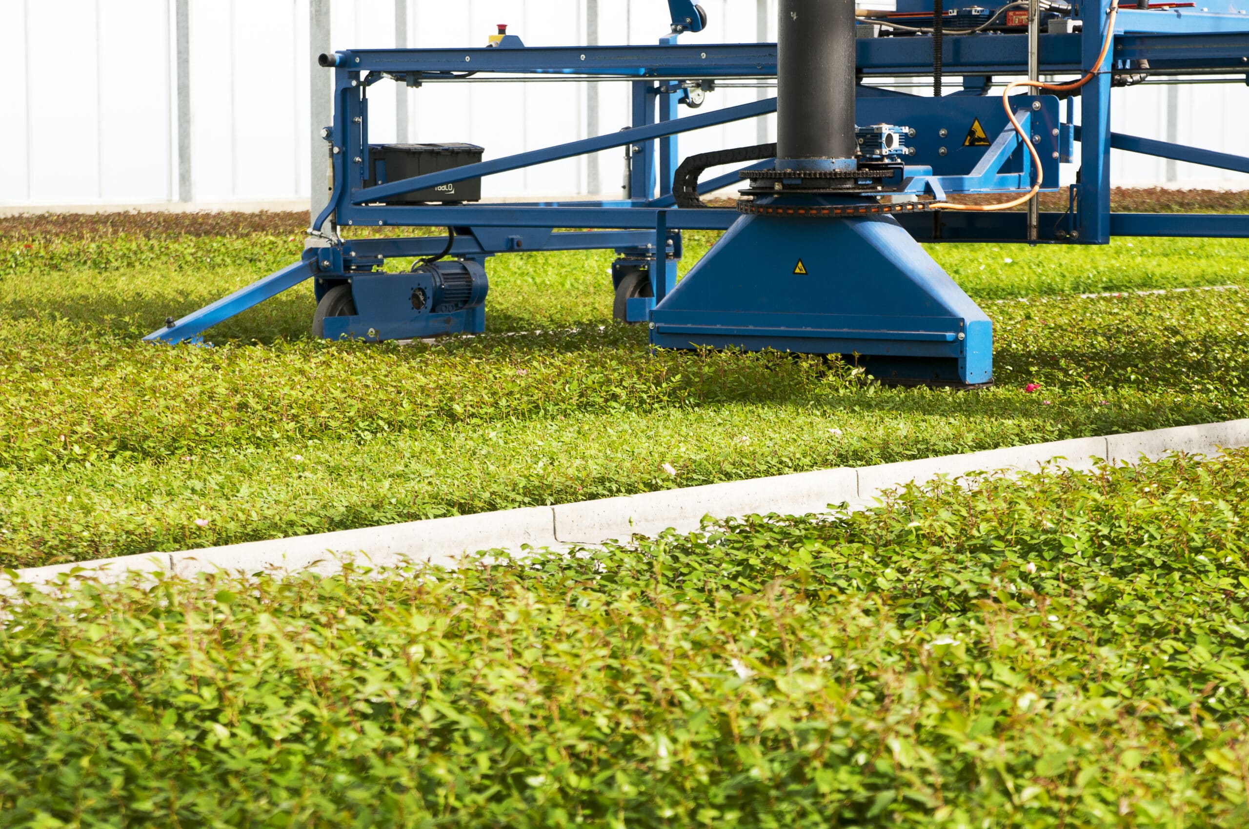 Rötjes young plants – Roots to success