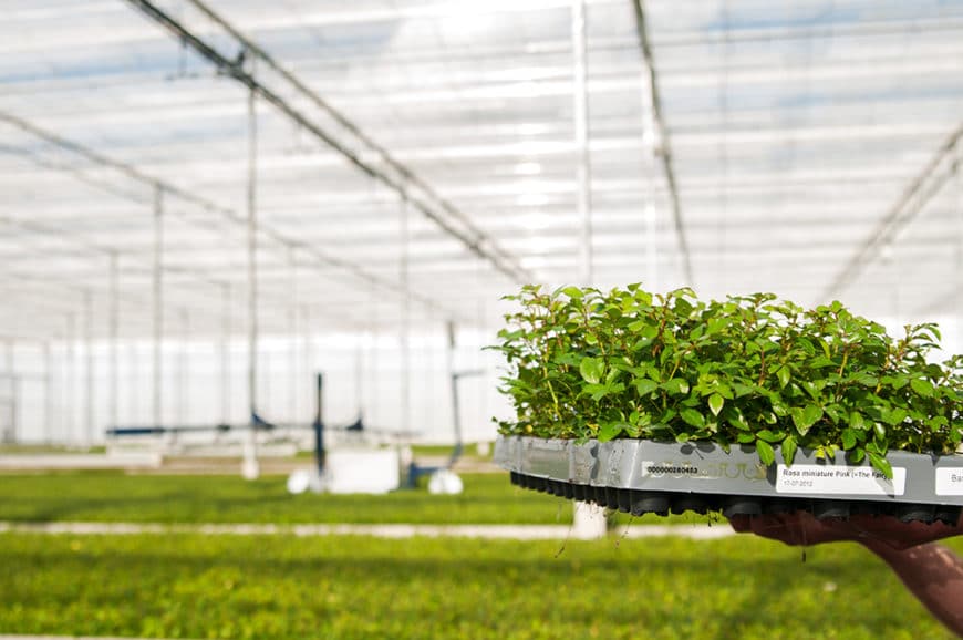 Rötjes young plants – Roots to success